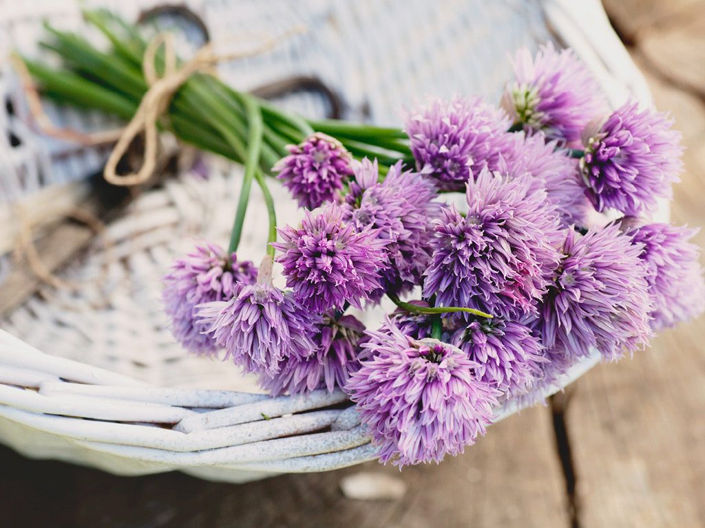 Chive Grow Guide: How to Plant, Grow and Harvest Chives – Spade To Fork