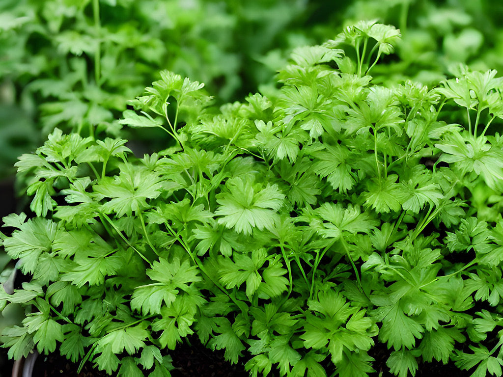 Cilantro Grow Guide: How to Plant, Grow and Harvest Cilantro – Spade To ...