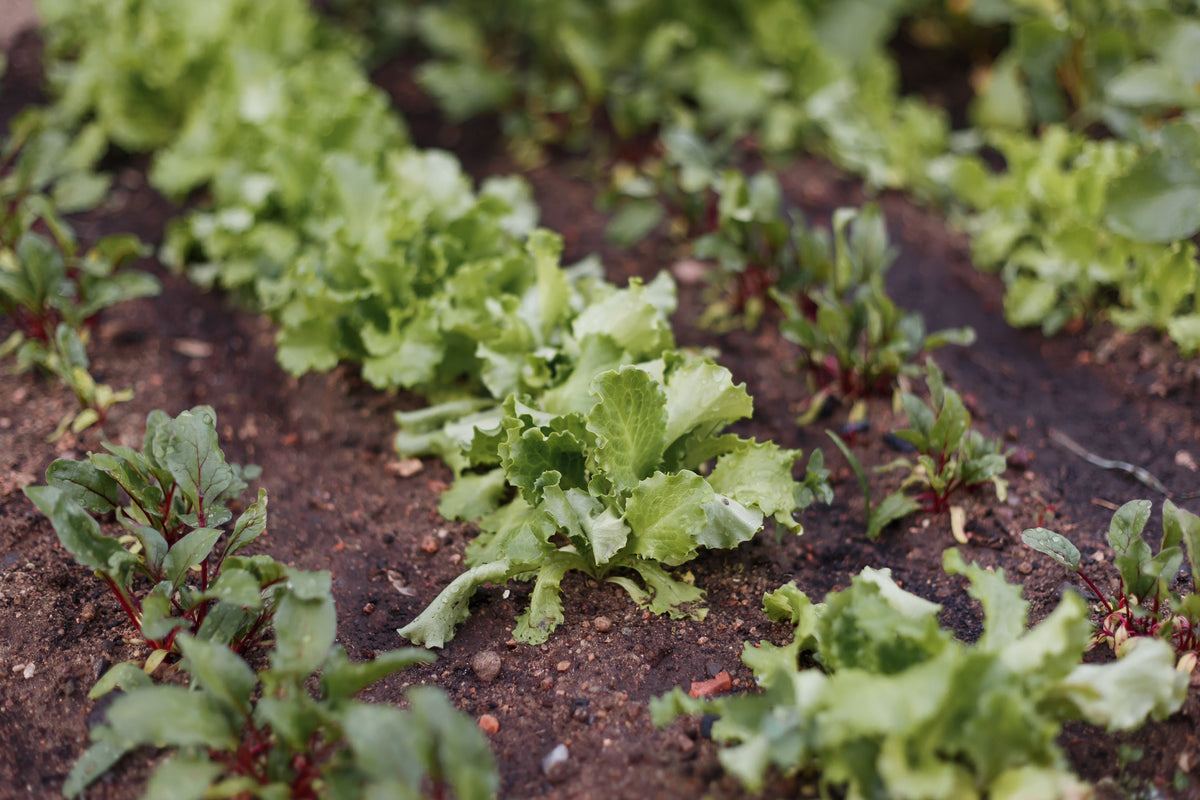 Growing Lettuce from Seed - Spade To Fork