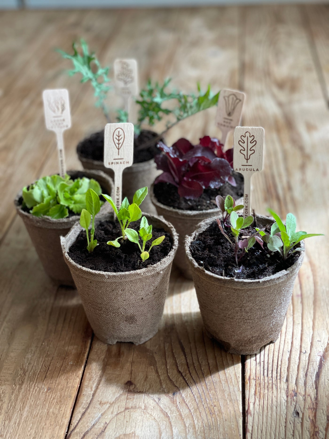 Seed Starting: Techniques and tips for starting seeds indoors to get a ...