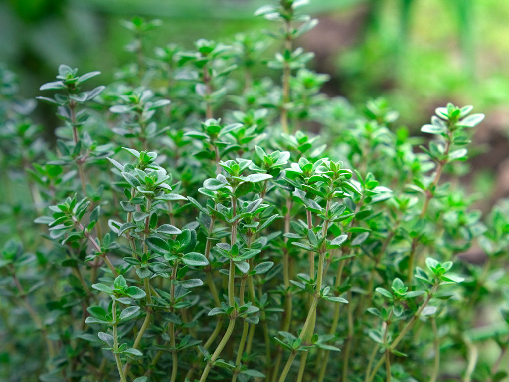 Thyme Grow Guide: How to Plant, Grow and Harvest Thyme – Spade To Fork
