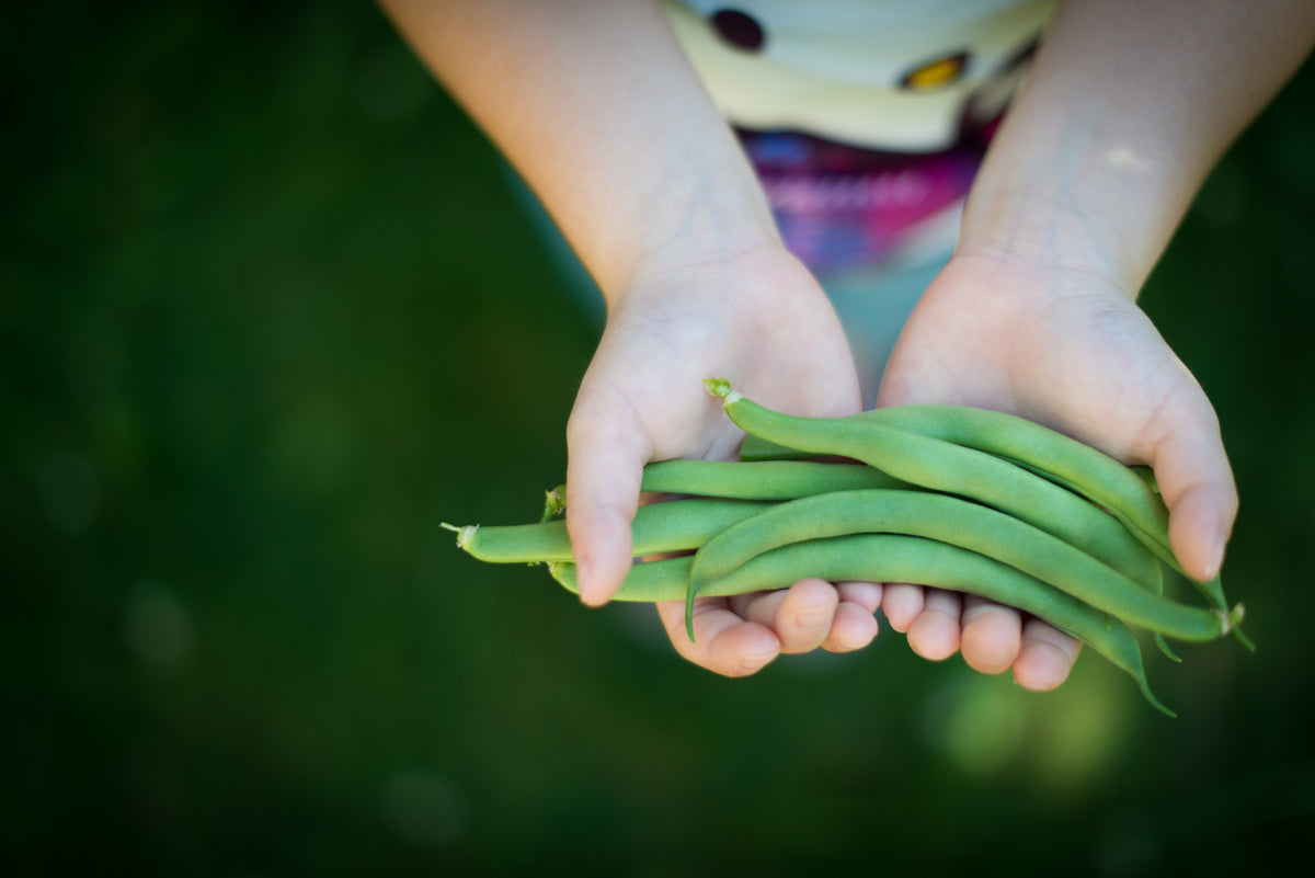 Growing Green Bean from Seed - Spade To Fork
