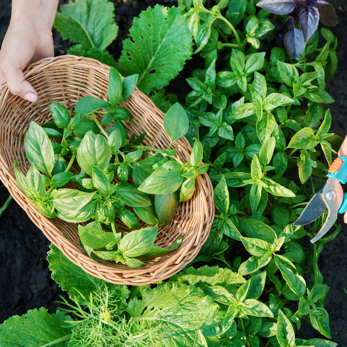 Free Companion Planting Chart | Spade to Fork Companion Planting Chart ...