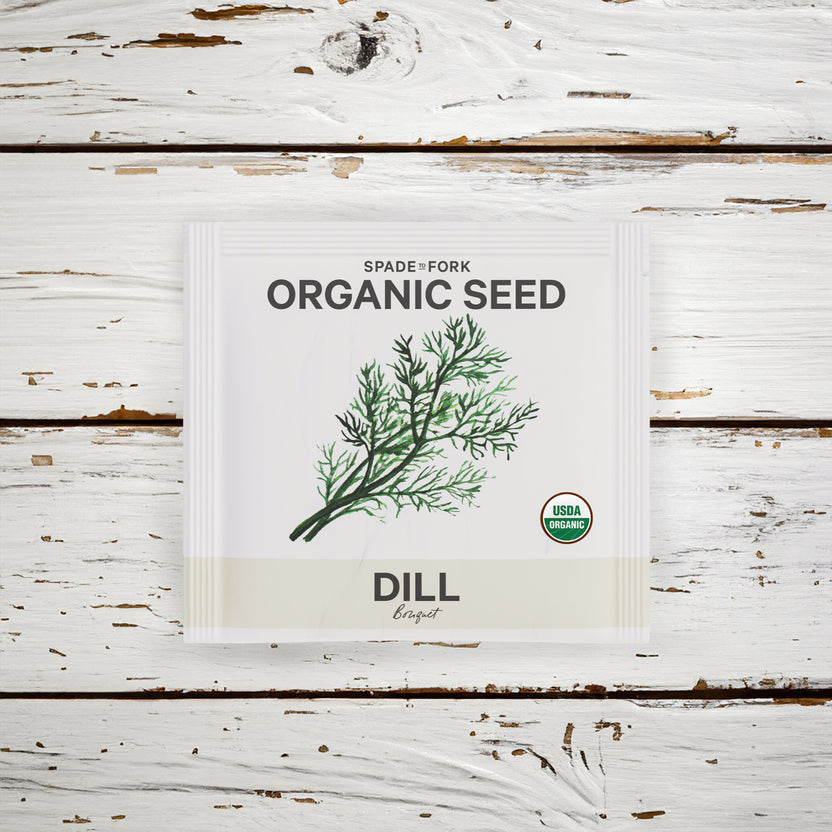 Dill Grow Guide: How to Plant, Grow and Harvest Dill – Spade To Fork