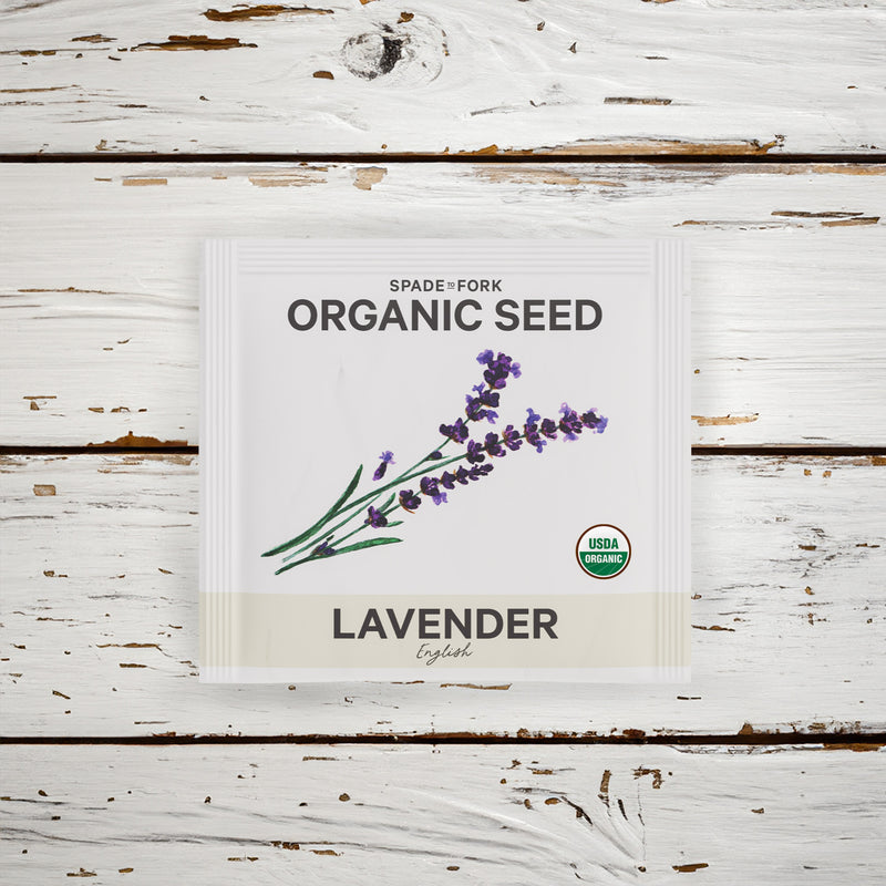 Lavender Grow Guide: How to Plant Grow and Harvest Lavender – Spade To Fork